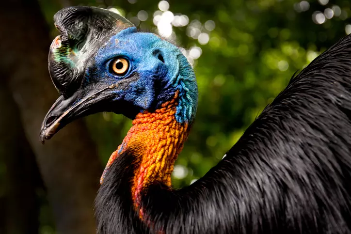 Tani waa cassowary, shimbiraha ugu khatarta badan adduunka ee u weerara sida velociraptor 2700_3