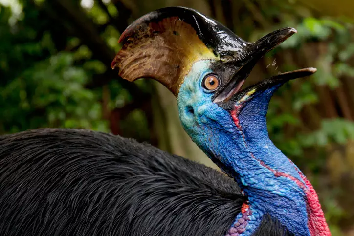 cassowary