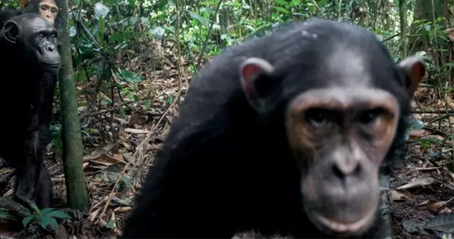 The Truth About Chimpanzees