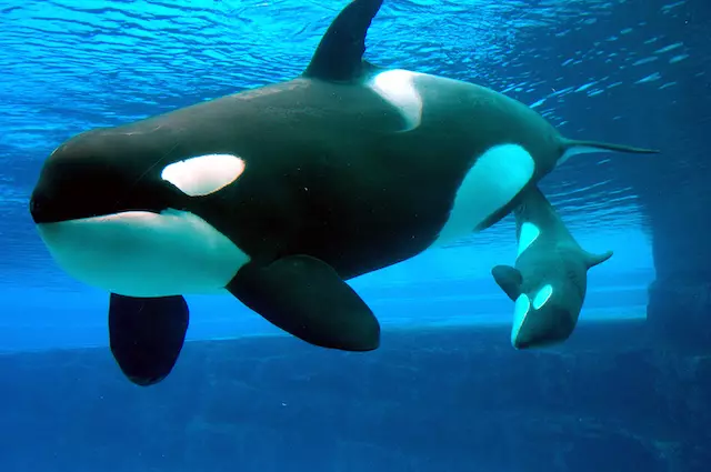 orca māte