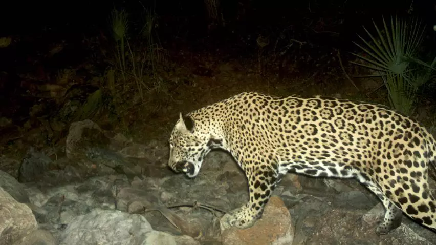 El Jefe, en jaguar fra grænsen mellem USA og Mexico, dukker op igen i live