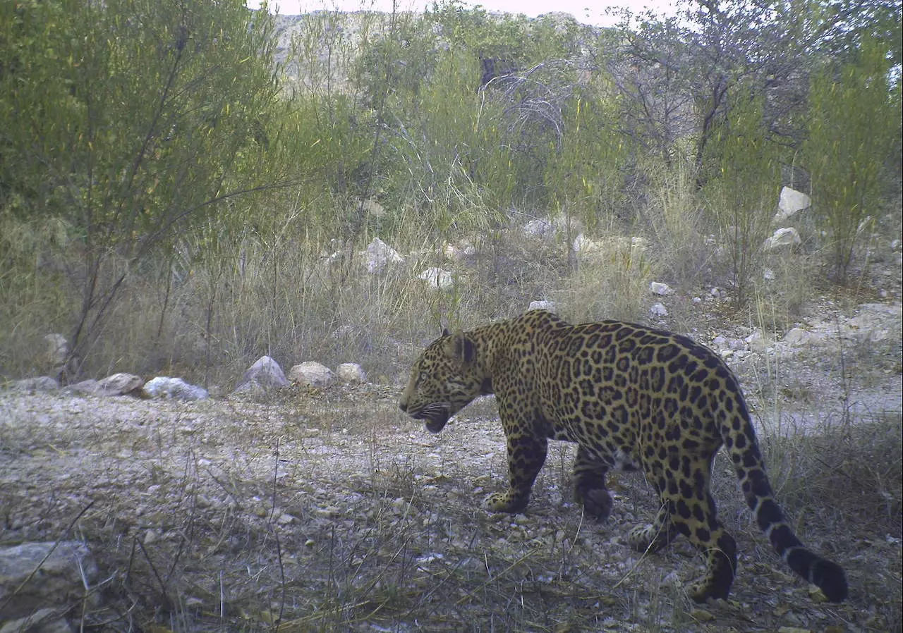 bos jaguar