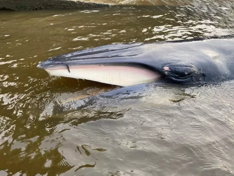 stranded minke whale