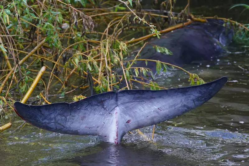 stranded minke whale