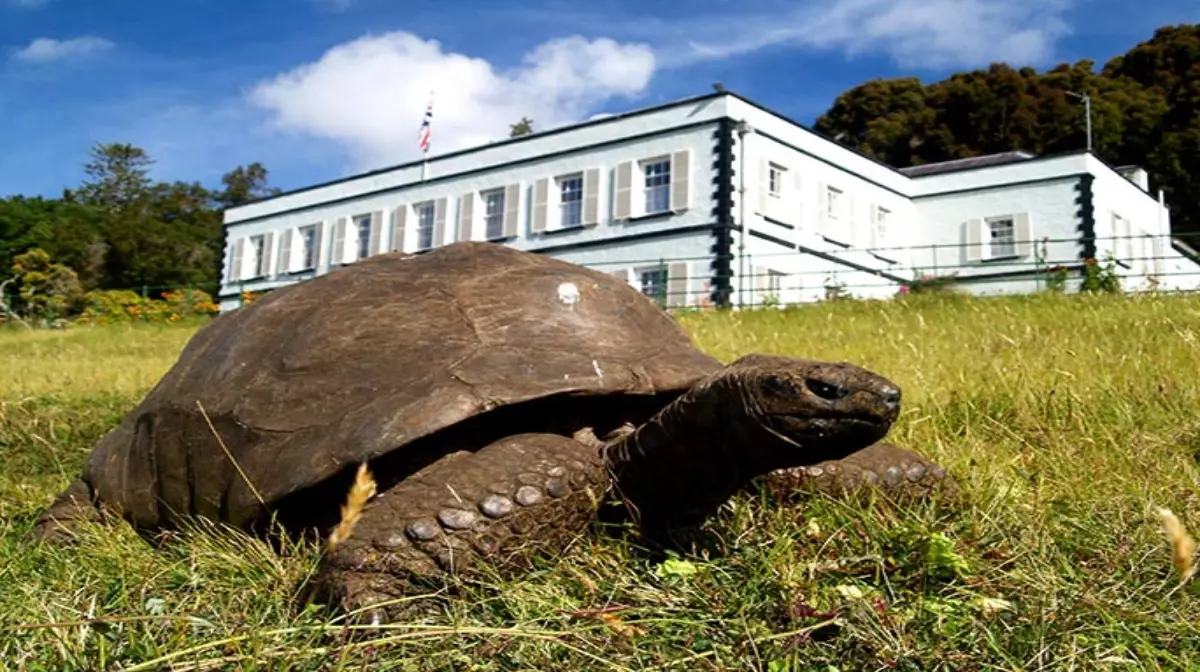 It ferhaal fan Jonathan, de âldste homoseksuele tortoise yn 'e wrâld