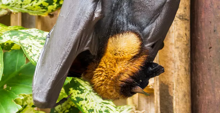 kelelawar flying fox