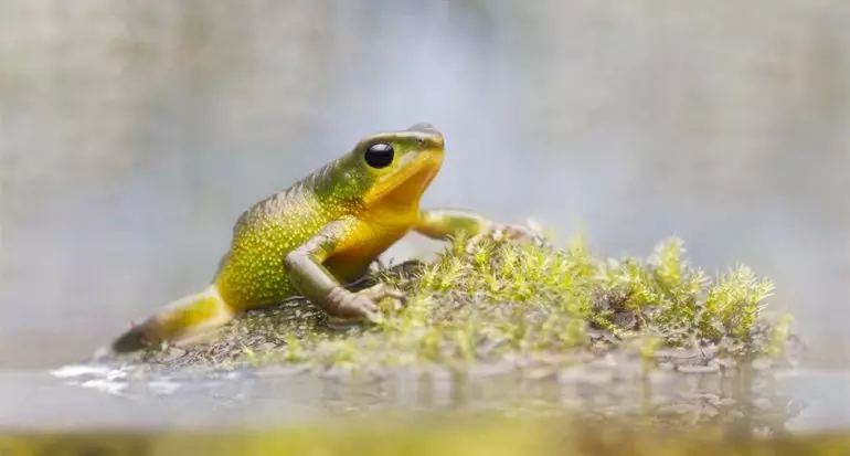 Nad avastavad uuesti ?väljasurnud? Ecuadoris