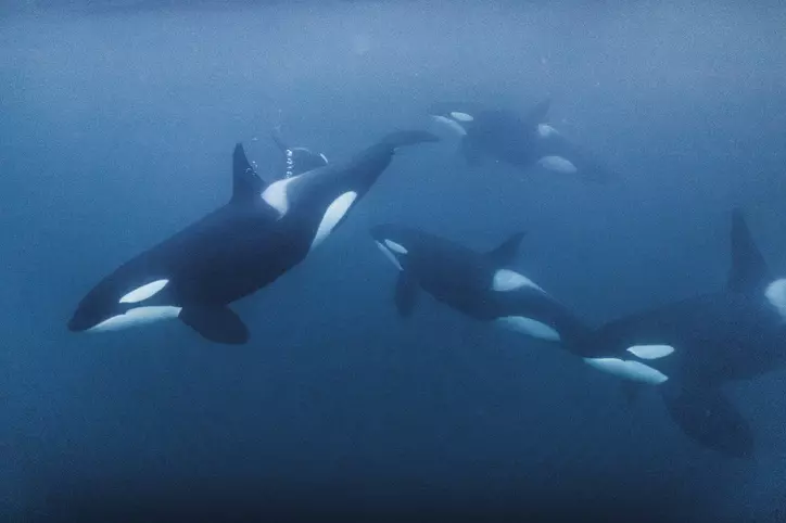 killer whales