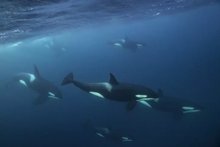 killer whales