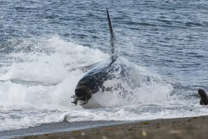 orcas