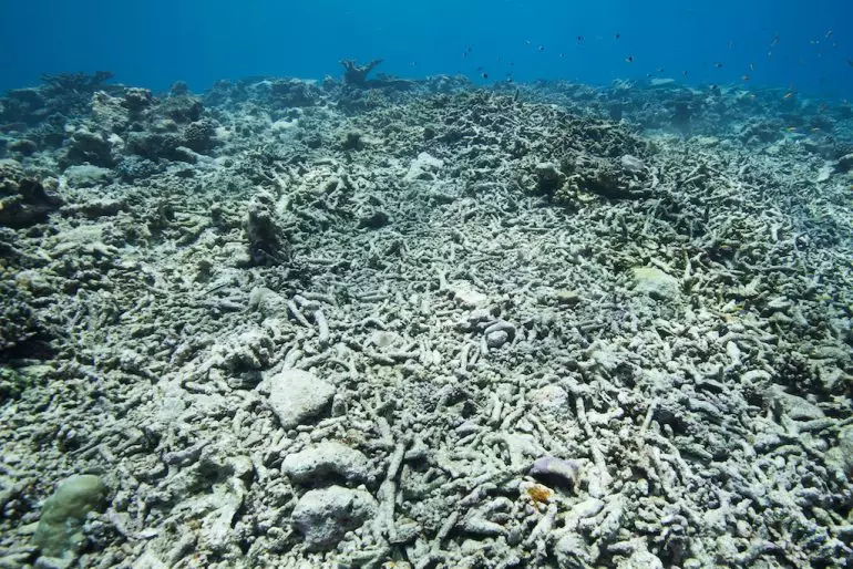 masové vymieranie oceánov