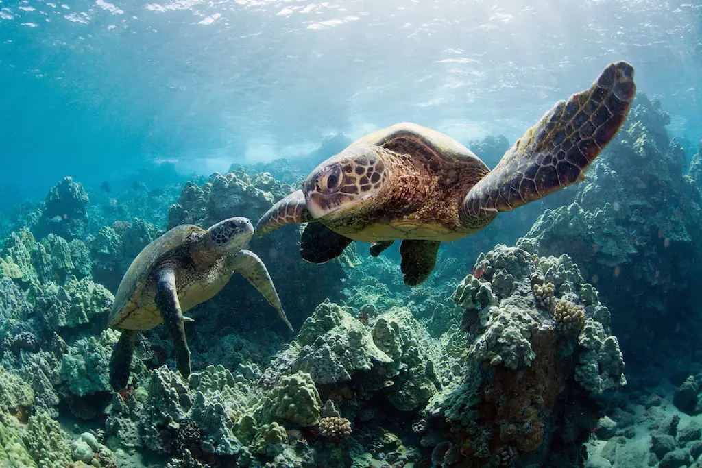 masovno izumiranje oceana