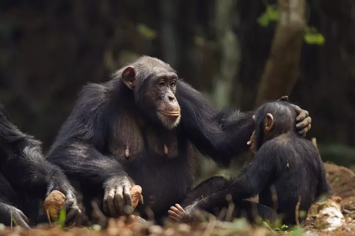 Chimpanzee moms are just like us: they cry, they adore, and they take time for self-care