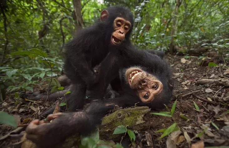 chimpanze moms