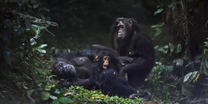 chimpanze moms