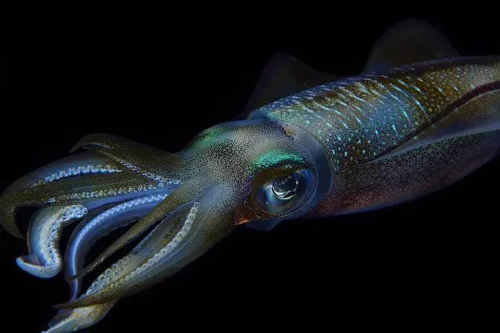 Cephalopods are capable of passing a child's intelligence test, study reveals