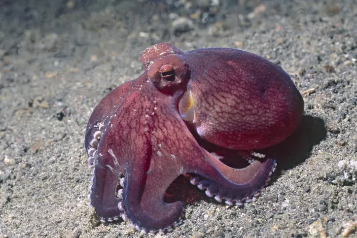 Ny cephalopods dia afaka mandalo fitsapana ny faharanitan-tsain'ny ankizy, hoy ny fanadihadiana 296_2