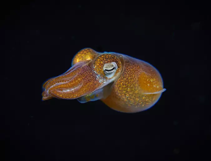 Ny cephalopods dia afaka mandalo fitsapana ny faharanitan-tsain'ny ankizy, hoy ny fanadihadiana 296_3