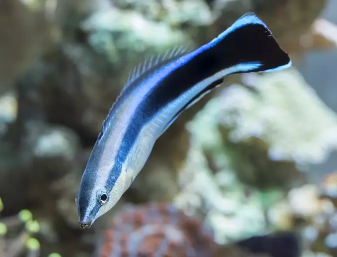 A study reveals that fish have self-awareness and can recognize themselves in a mirror