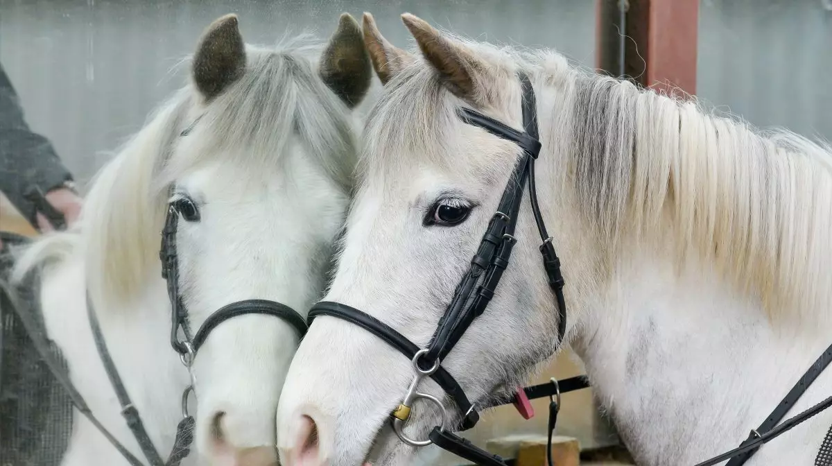 Horses can recognize themselves when looking in the mirror, study reveals