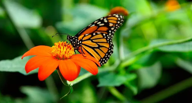 butterfly monarch ໄດ້ມາຮອດແລ້ວໃນເມັກຊິໂກ