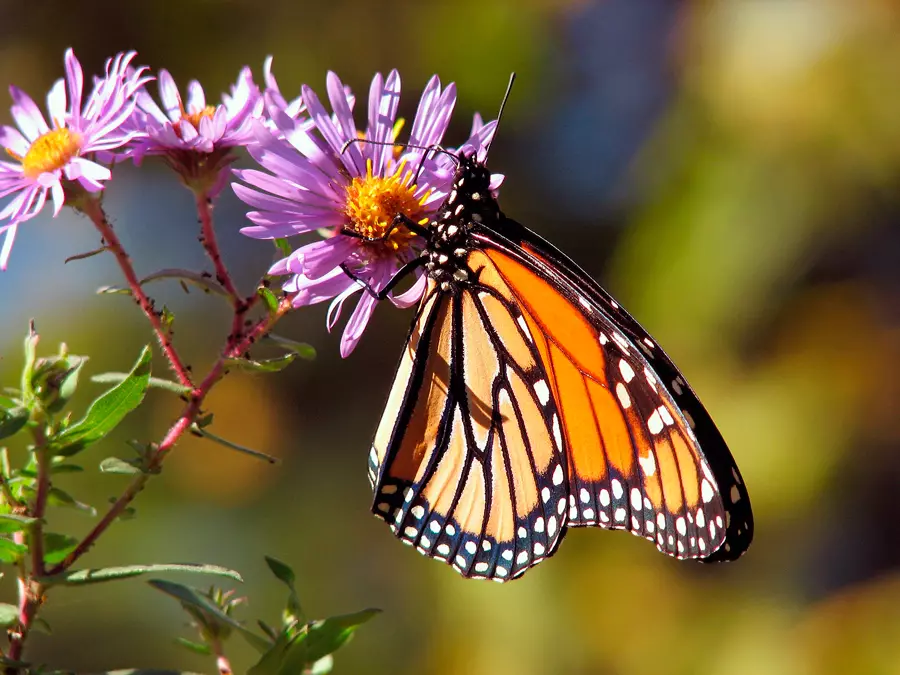 ກະສັດ butterfly