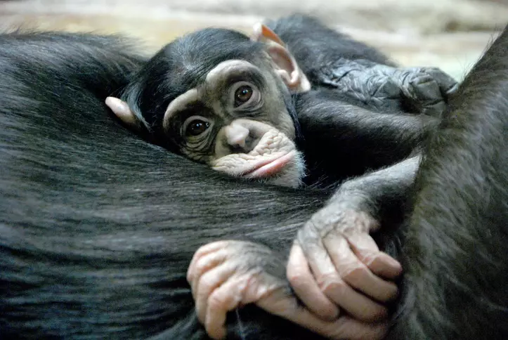 They discover that circus chimpanzees also have mental illnesses