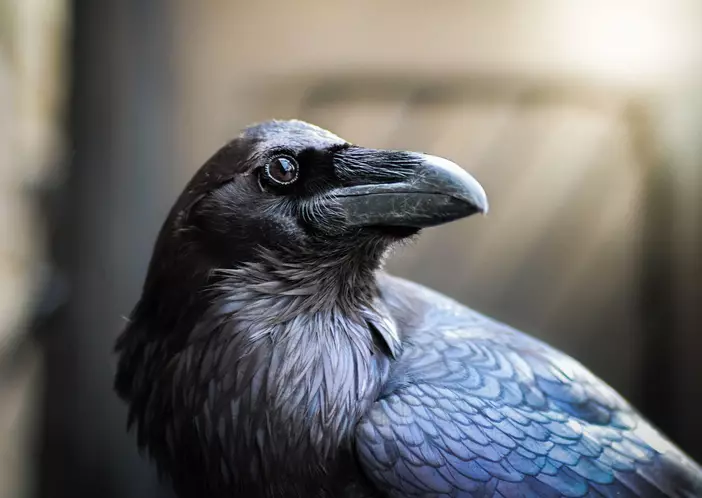 Crows are as smart as chimpanzees, study reveals