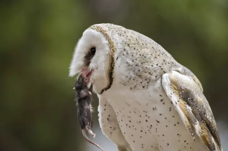 Australia przygotowuje zatwierdzenie śmiertelnej trucizny dla zwierząt domowych i innych gatunków, aby powstrzymać plagę myszy 3040_3