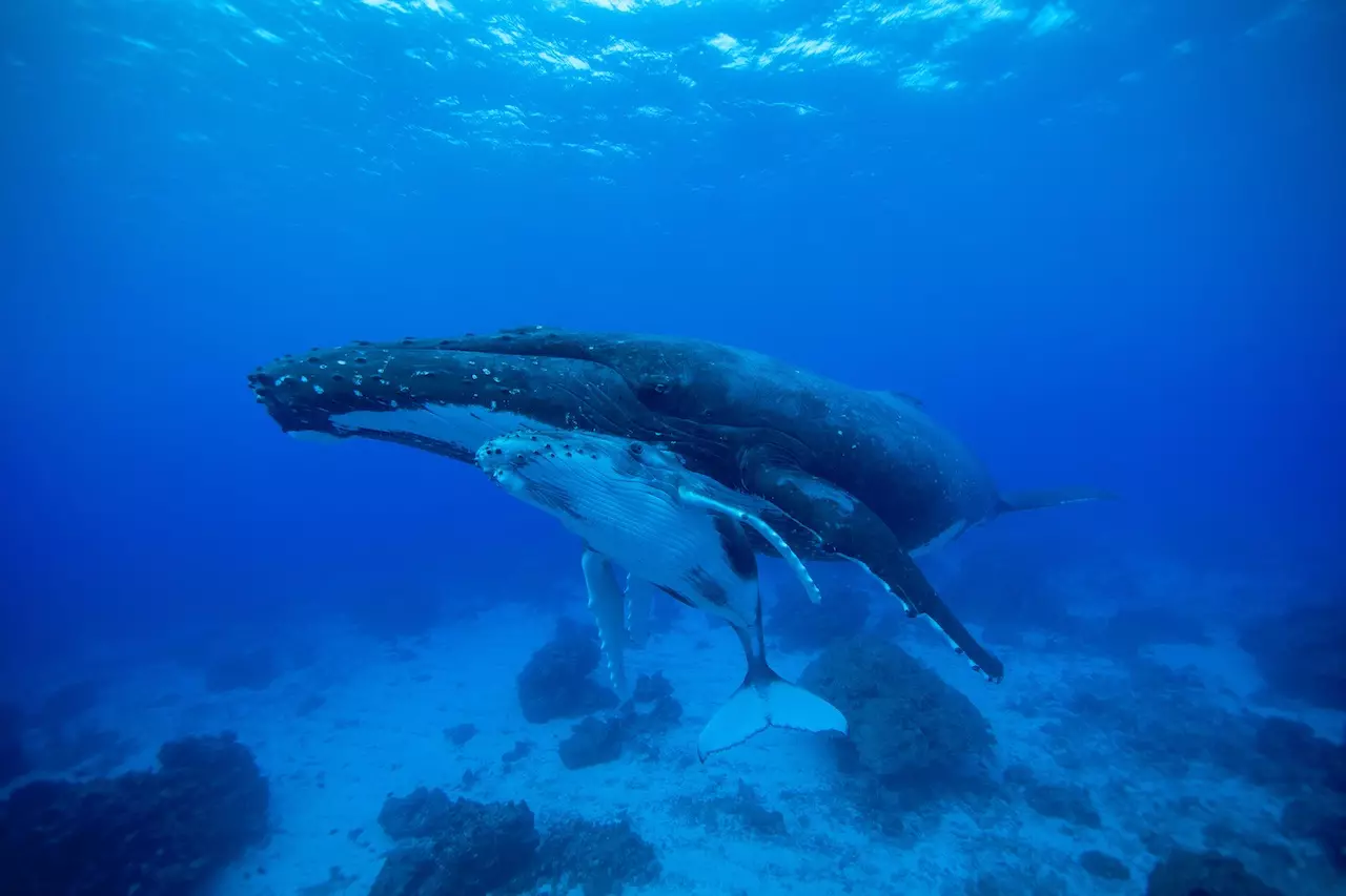 A na-ejikọta whale Humpback site na egwu nkịtị na Oke Osimiri Pasifik