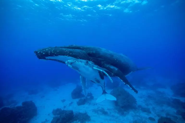 baleines à bosse qui chantent