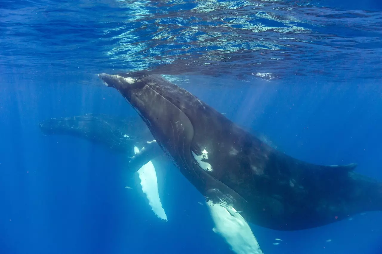 baleines à bosse qui chantent