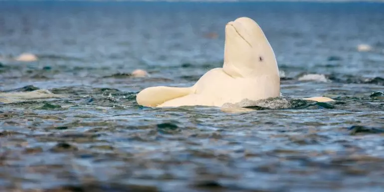 beluga rugbeo