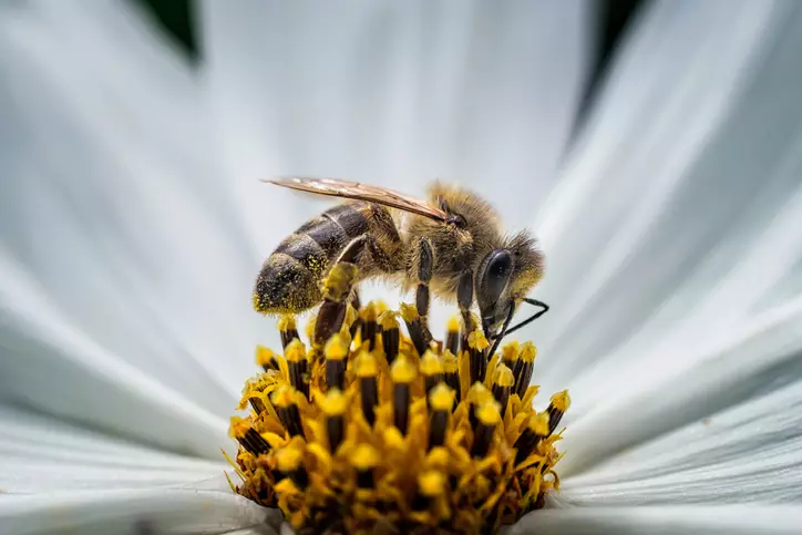 世界蜂の日