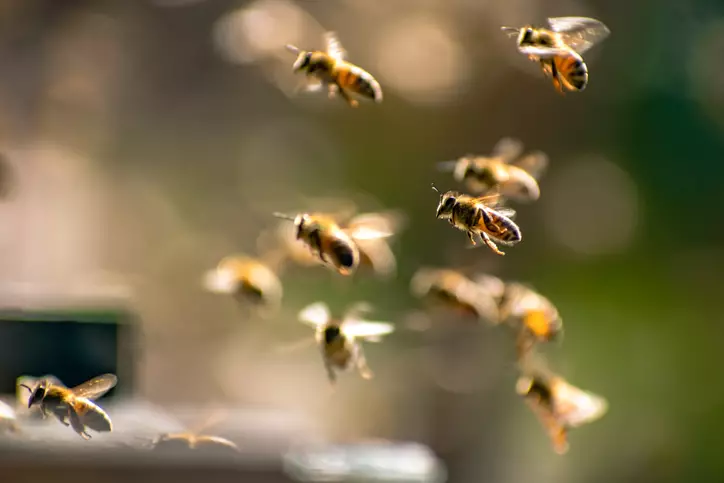 Lá Domhanda na mBeach: is é seo an domhan gan pollinators 3123_2