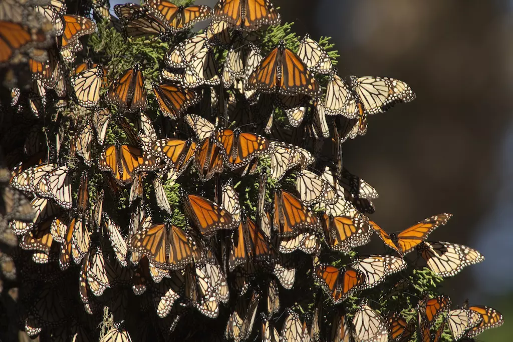 Comment le changement climatique affecte-t-il la population de papillons monarques ?