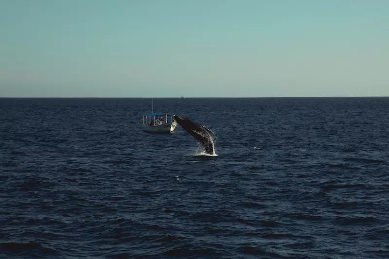 Humpback whale yavukiye muri Mexico kugirango yige kubaho