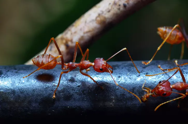 European fire ants secrete a chemical that makes spiders flee, study reveals 3235_2