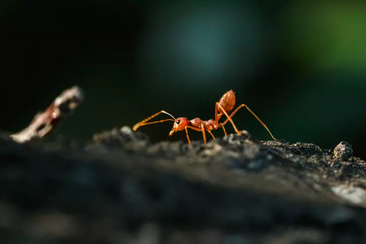 European fire ants secrete a chemical that makes spiders flee, study reveals 3235_3