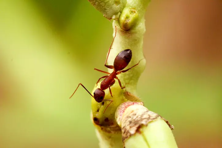 European fire ants secrete a chemical that makes spiders flee, study reveals 3235_4