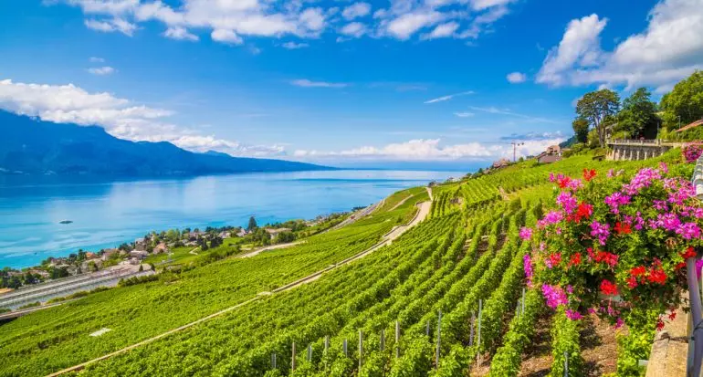 Kebon anggur di sisi danau