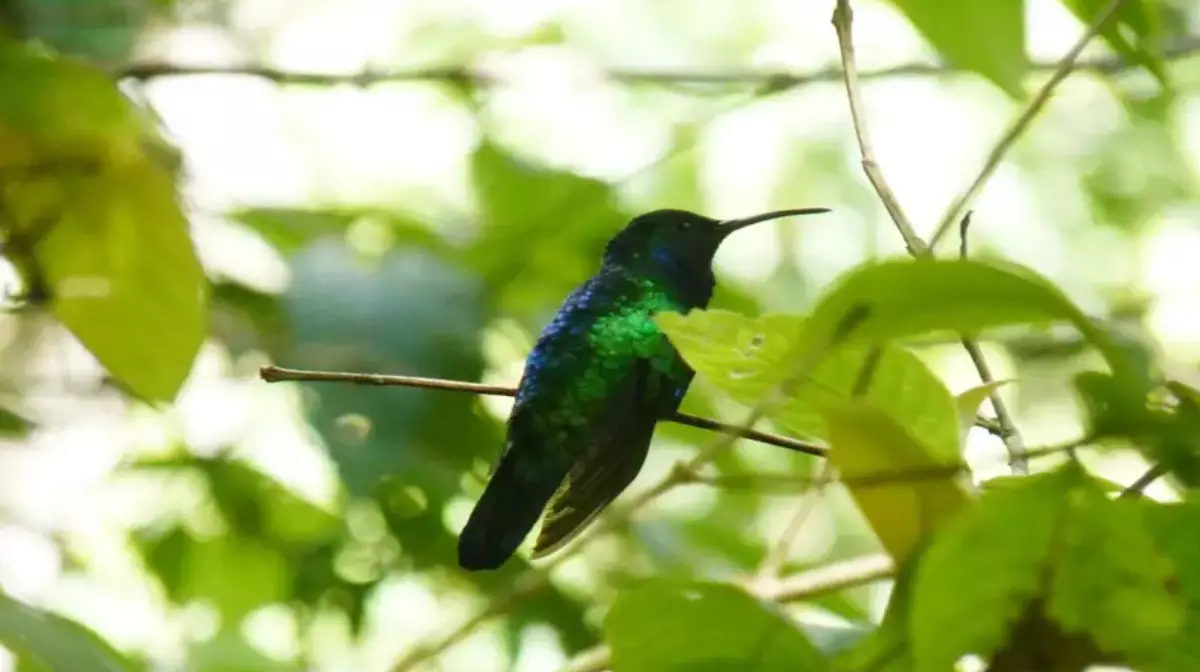 Nnụnụ hummingbird nke saber-wing, nnụnụ ọ fọrọ nke nta ka ọ laa n'iyi ga-apụta na Colombia