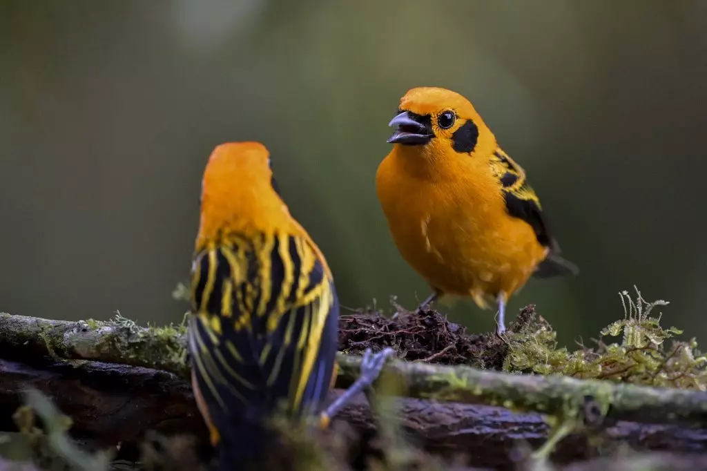 L'observation des oiseaux pour les aveugles élargit l'inclusion en Colombie