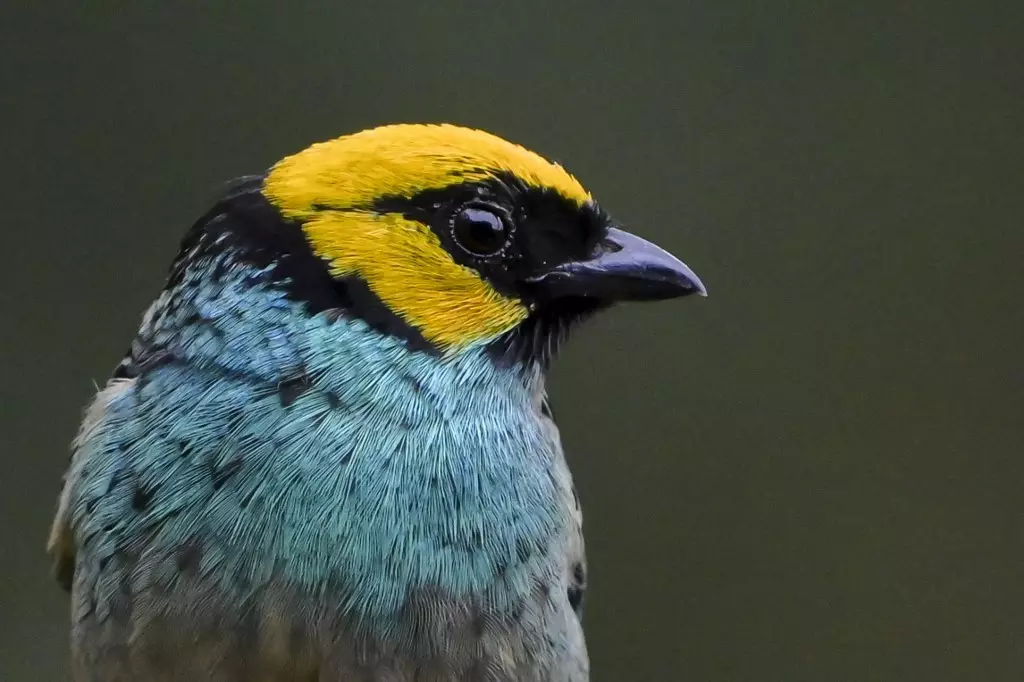 observation des oiseaux Colombie