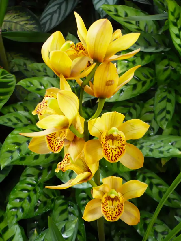 orchid sa colombia