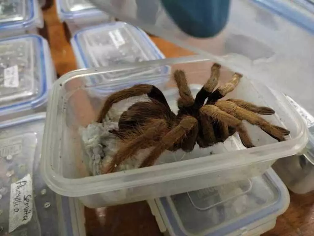 Tarantula zirenga 300, isake hamwe na sikorupiyo byafatiwe ku kibuga cy'indege cya Kolombiya