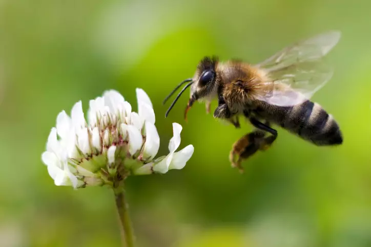 As abellas teñen cada vez máis microplásticos no seu corpo como consecuencia da contaminación 3396_3