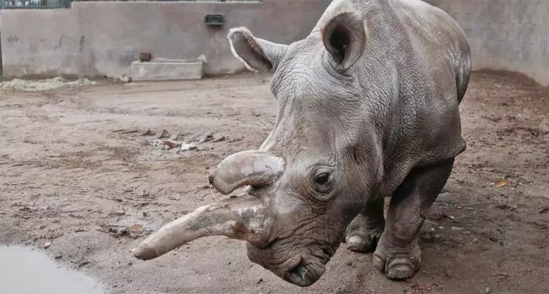 Rimangono solo tre rinoceronti bianchi del nord