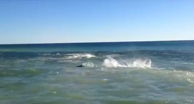 They catch feeding frenzy of sharks in Florida