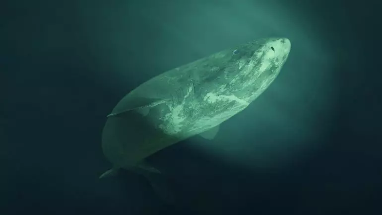 Greenland shark